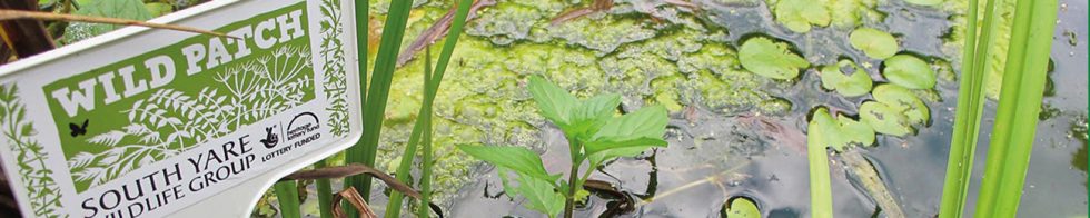 Wild Patch | South Yare Wild Life Group